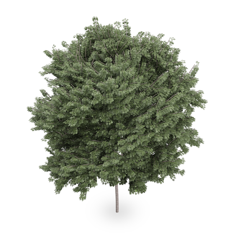 3dsmax field maple tree acer