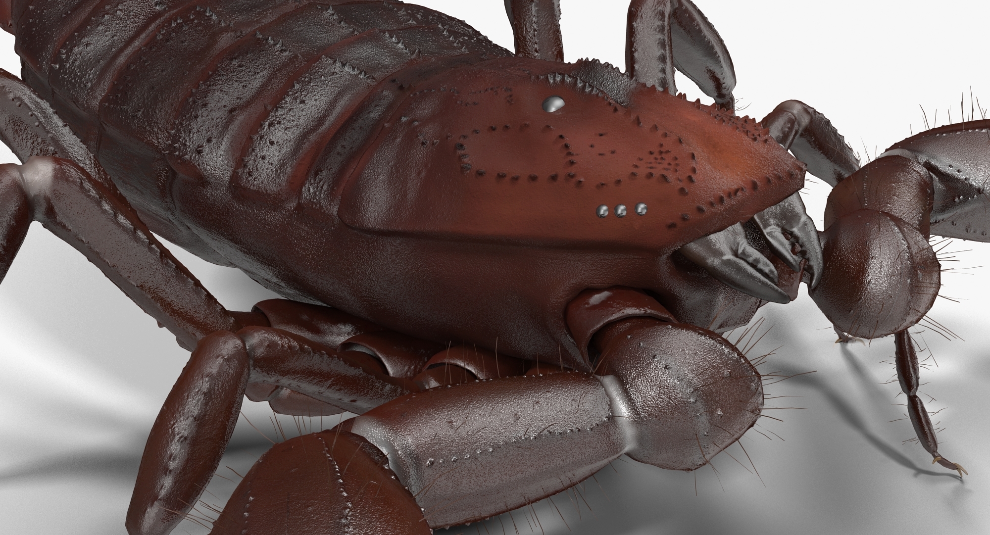 3d model scorpion modeled