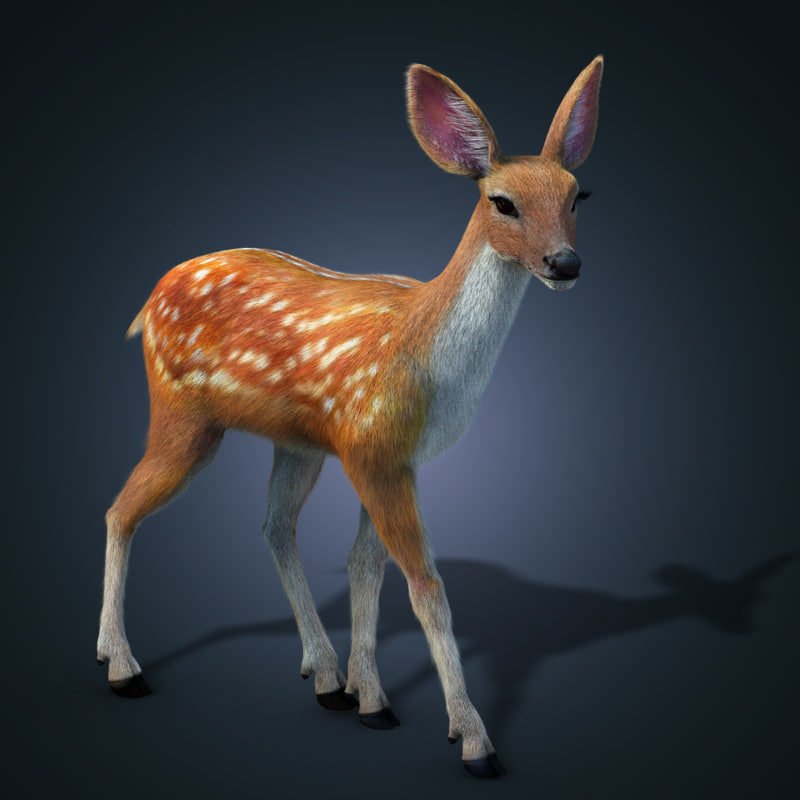 fur animation deer 3d model