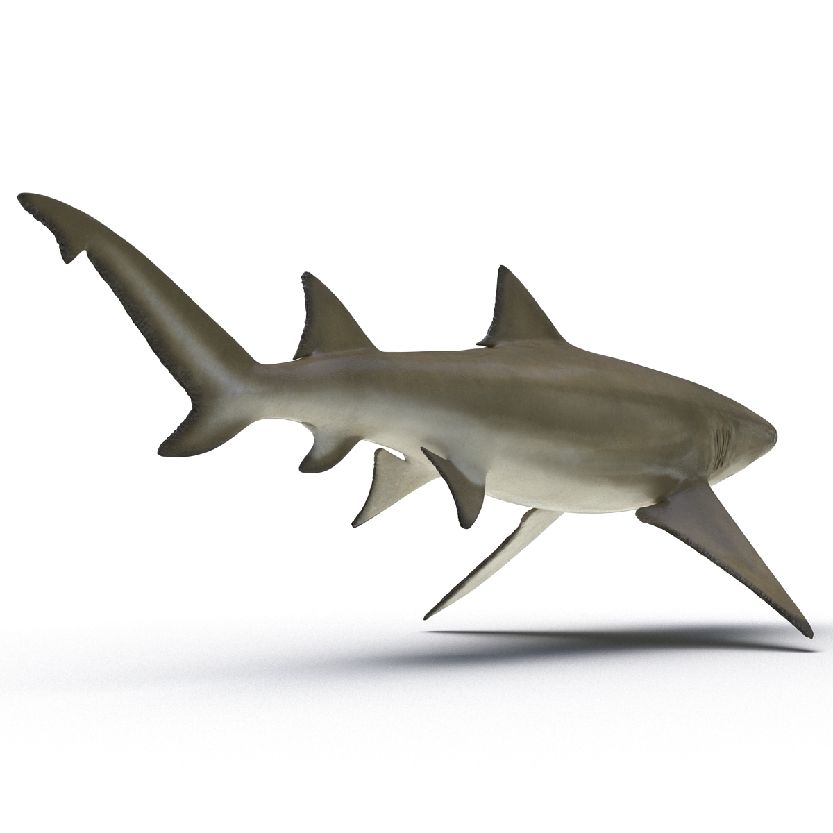 3d sicklefin lemon shark model