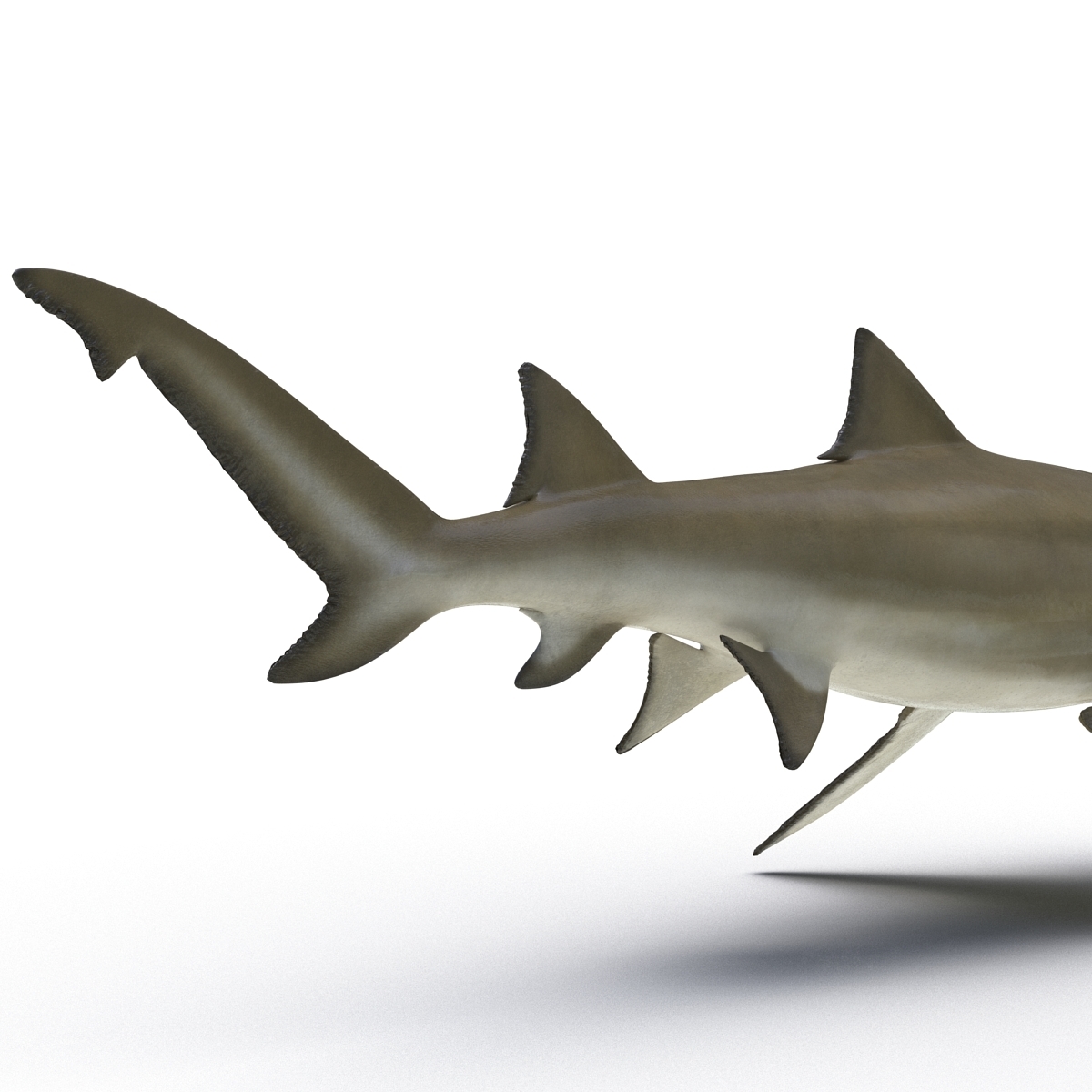 3d sicklefin lemon shark model