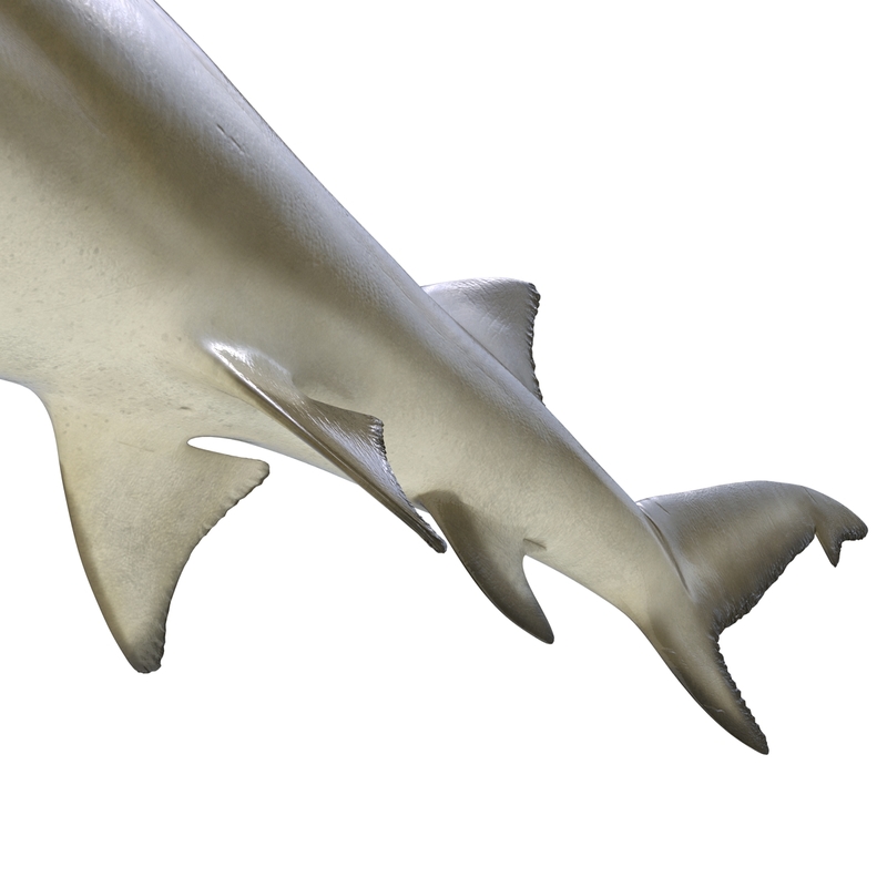 3d sicklefin lemon shark model
