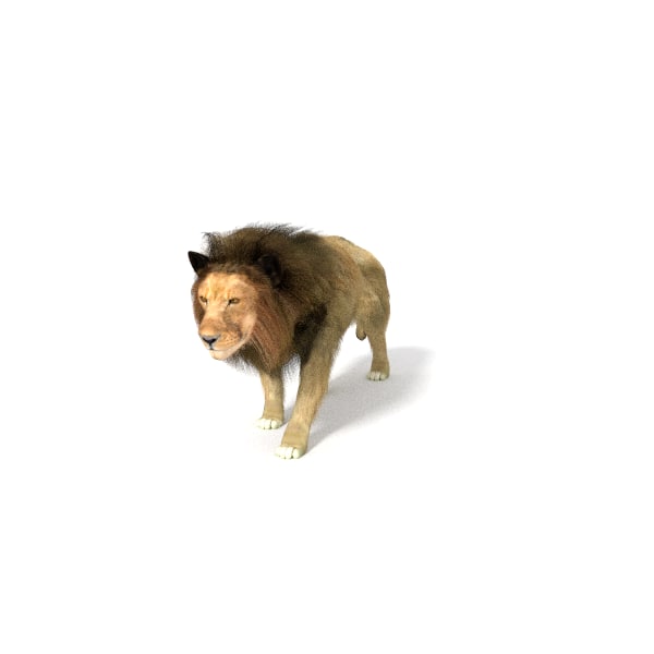 3d model lion animation
