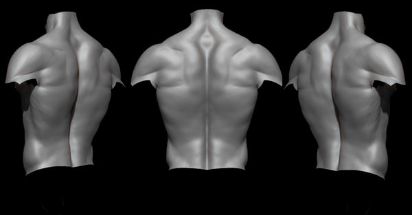 3d male anatomy model