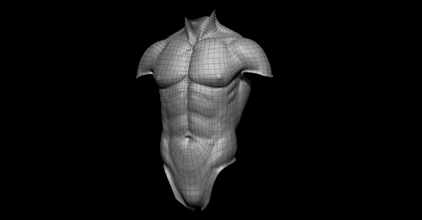 3d male anatomy model