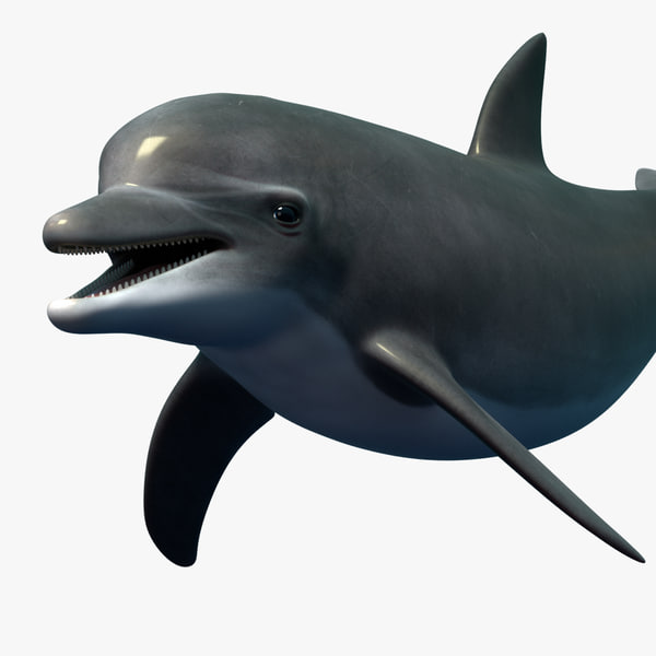 realistic killer whale orca 3d max