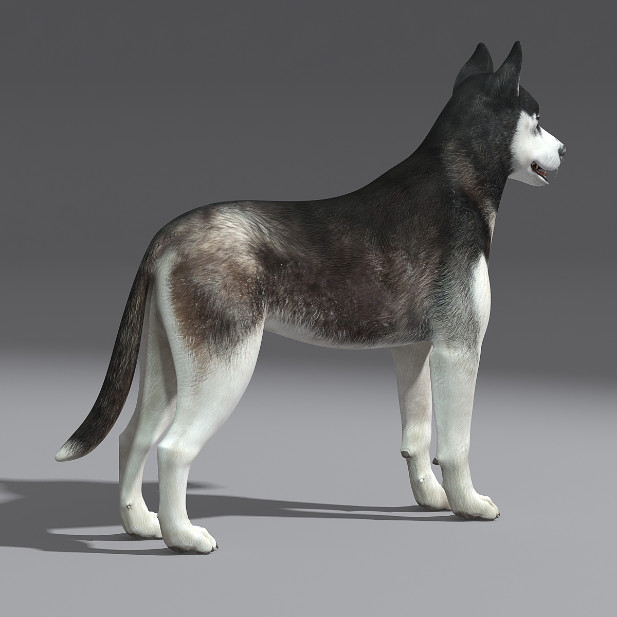 3dsmax siberian husky