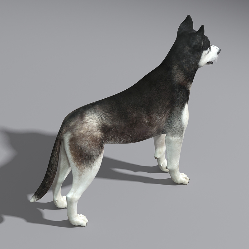 3dsmax siberian husky
