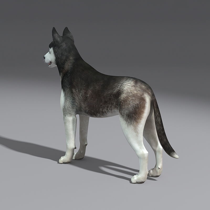 3dsmax siberian husky