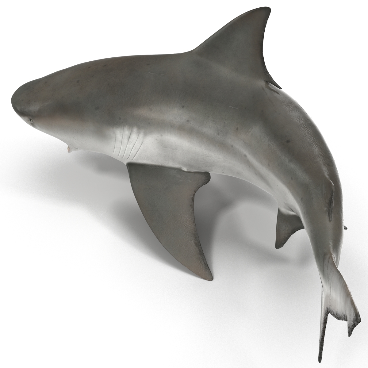 3d model bull shark rigged