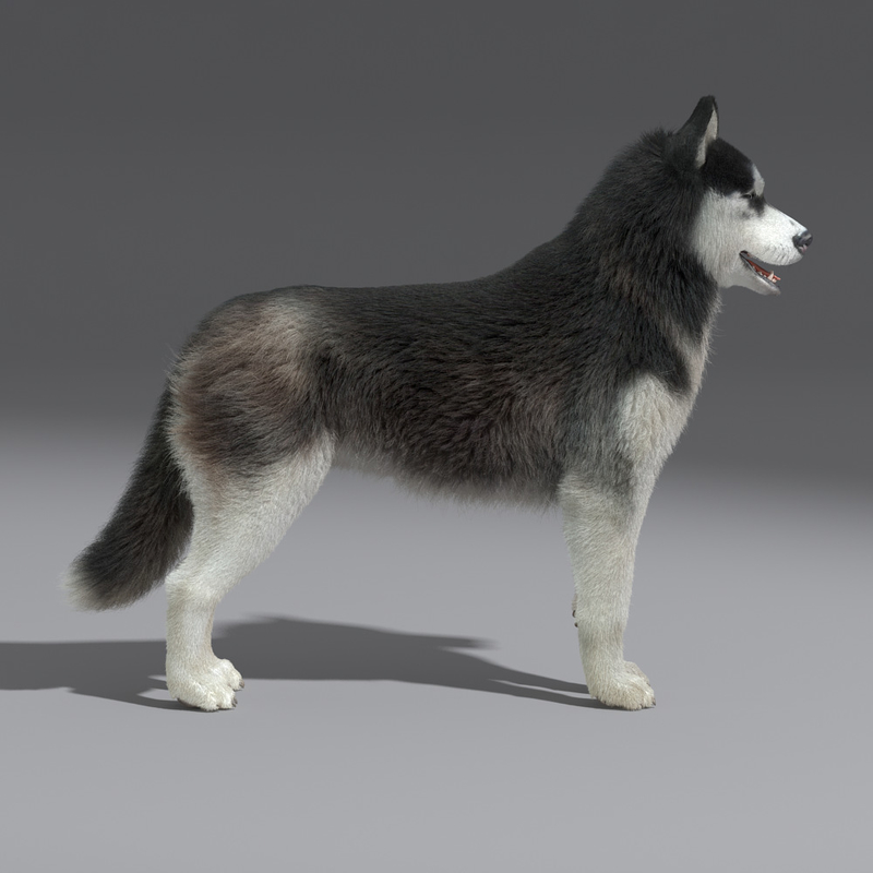 siberian husky fur 3d model