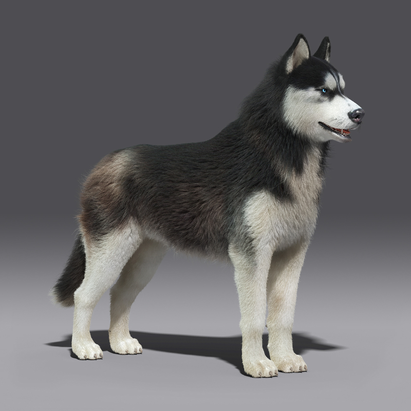 siberian husky fur 3d model