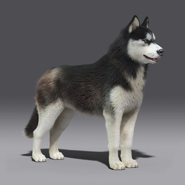siberian husky fur 3d model