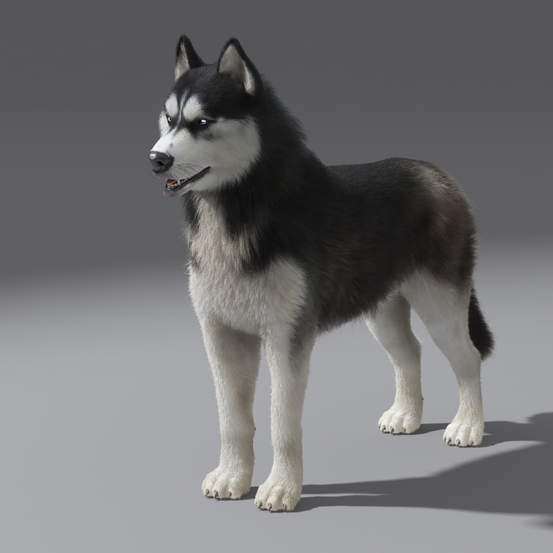 siberian husky fur 3d model