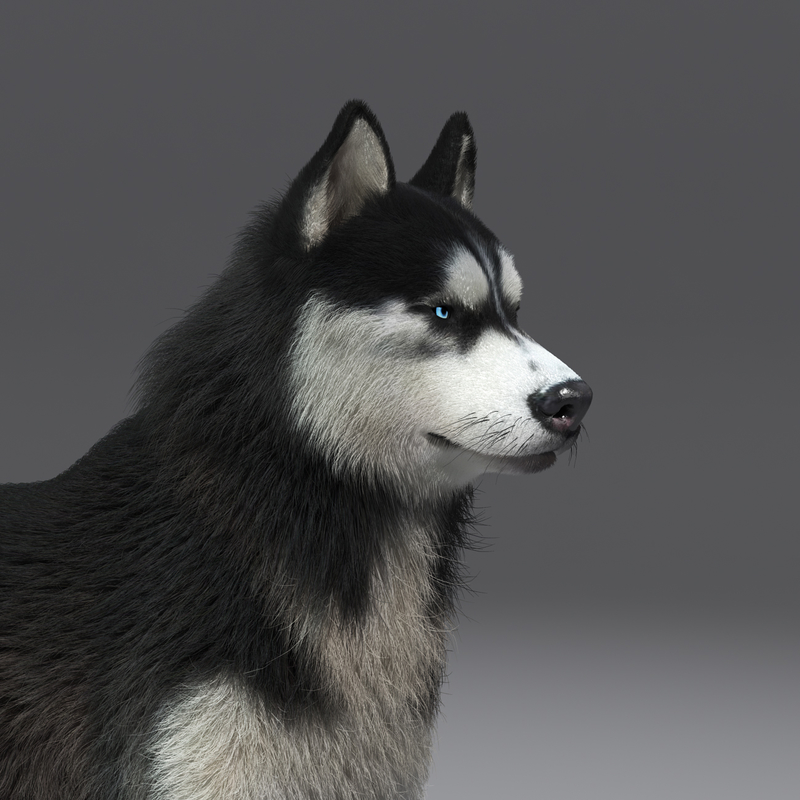 siberian husky fur 3d model
