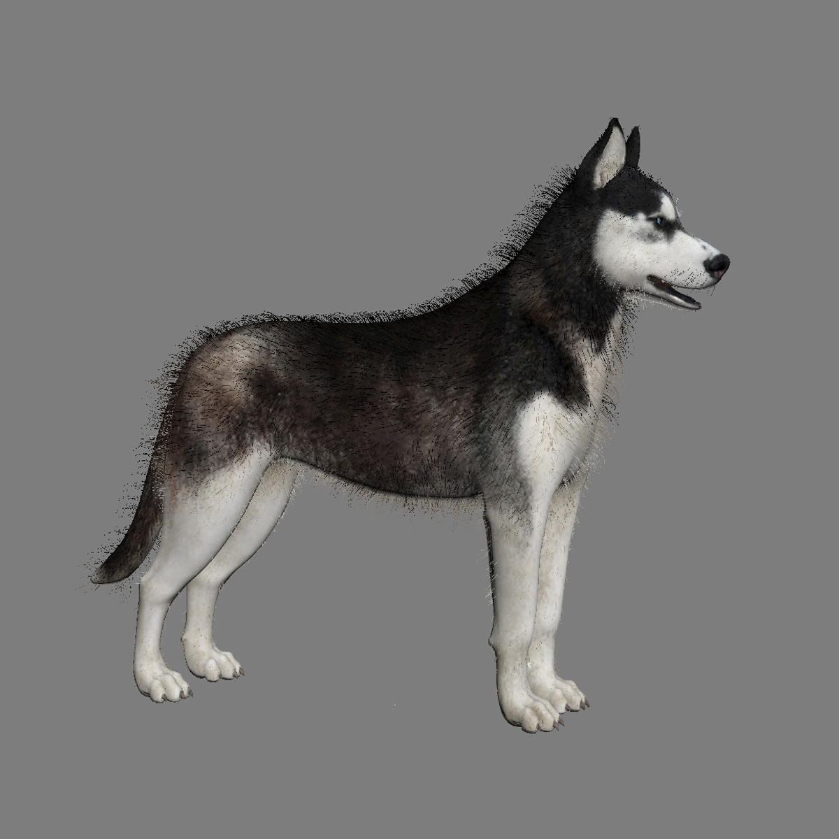siberian husky fur 3d model