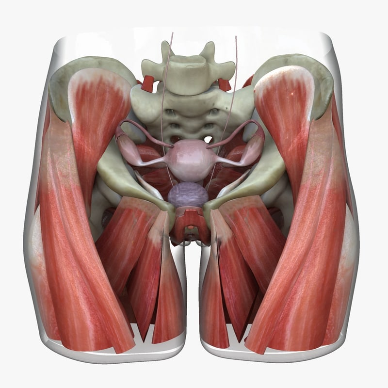 Ma Female Reproductive