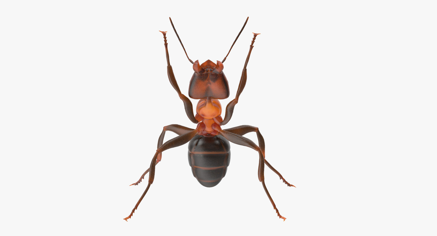ant holding pose 3d model