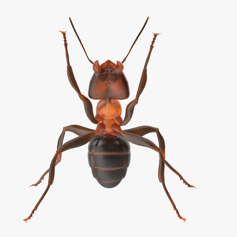 ant holding pose 3d model