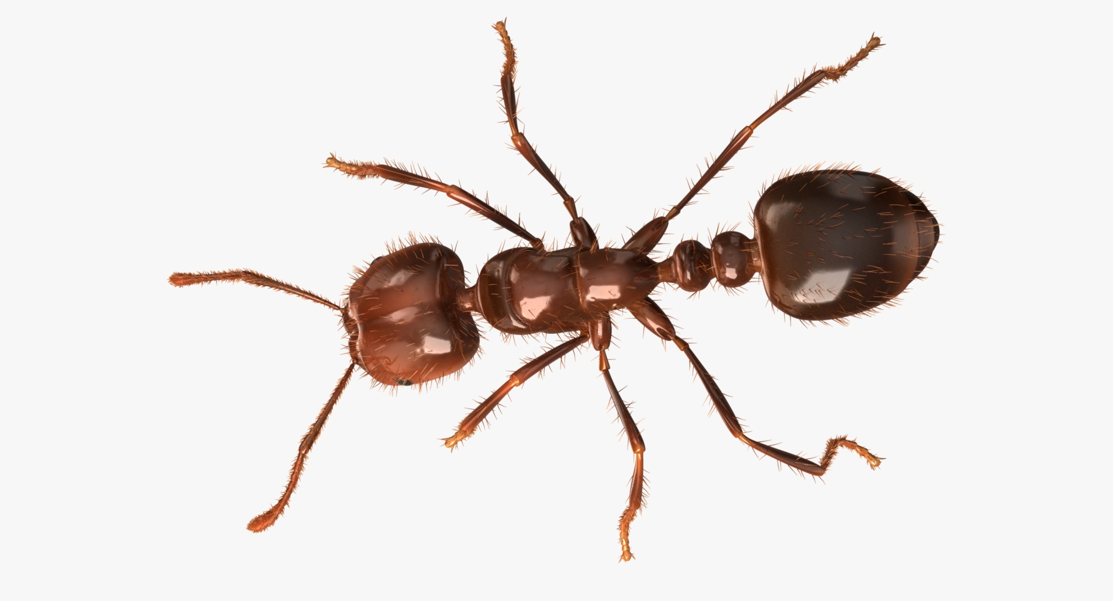 3d solenopsis invicta red ant
