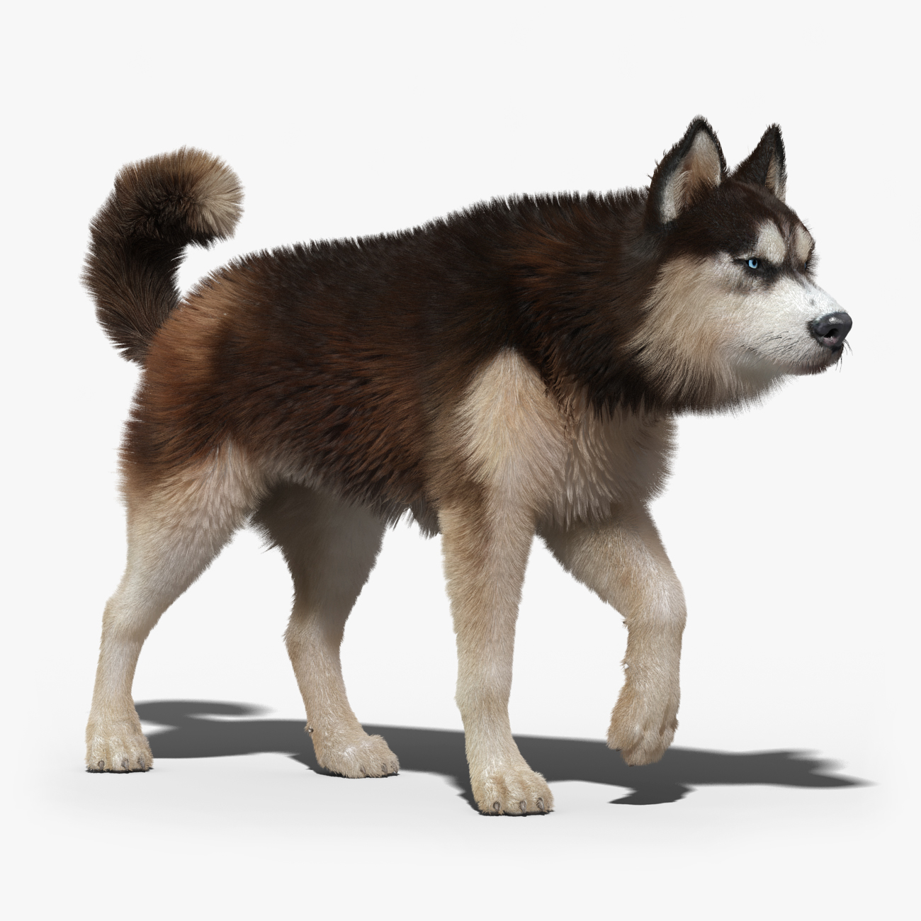 siberian husky 2 fur 3d model