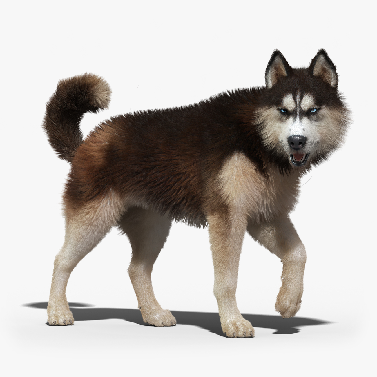 siberian husky 2 fur 3d model