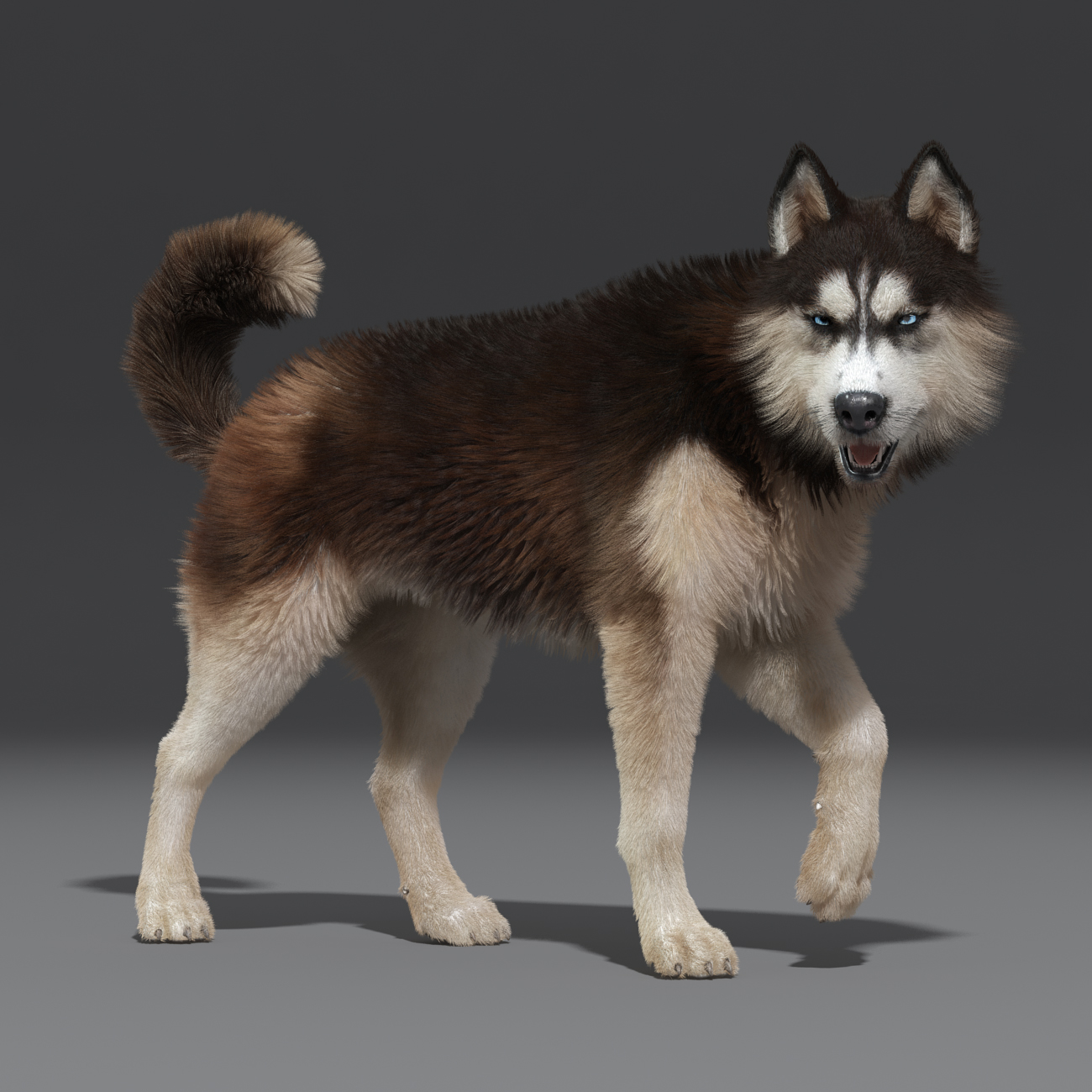 siberian husky 2 fur 3d model