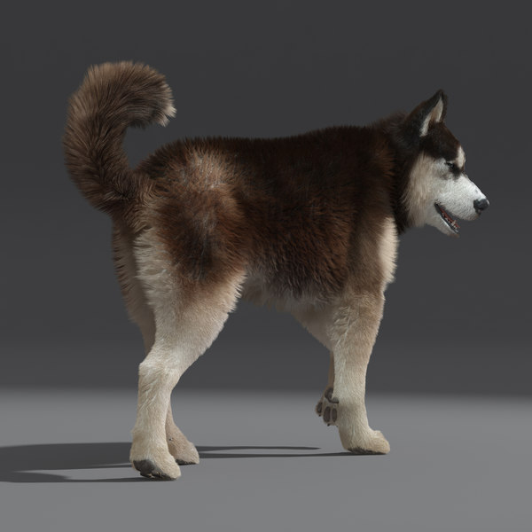 siberian husky 2 fur 3d model