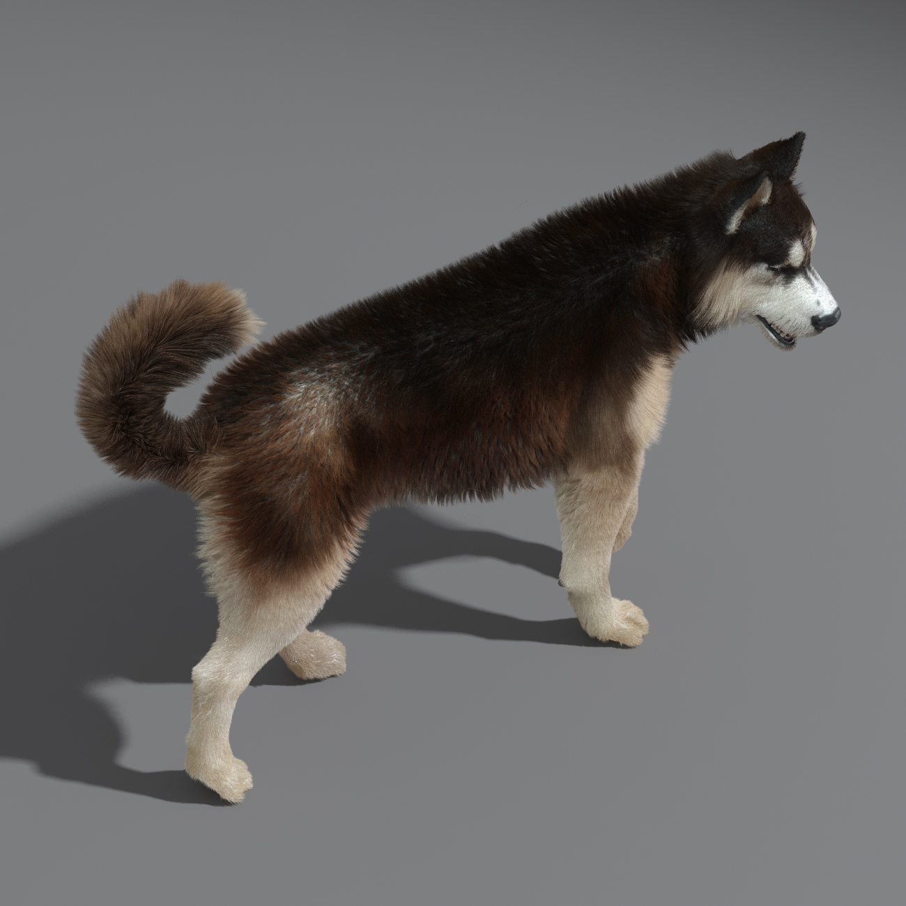 siberian husky 2 fur 3d model