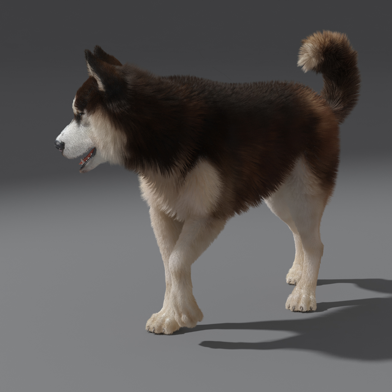 siberian husky 2 fur 3d model