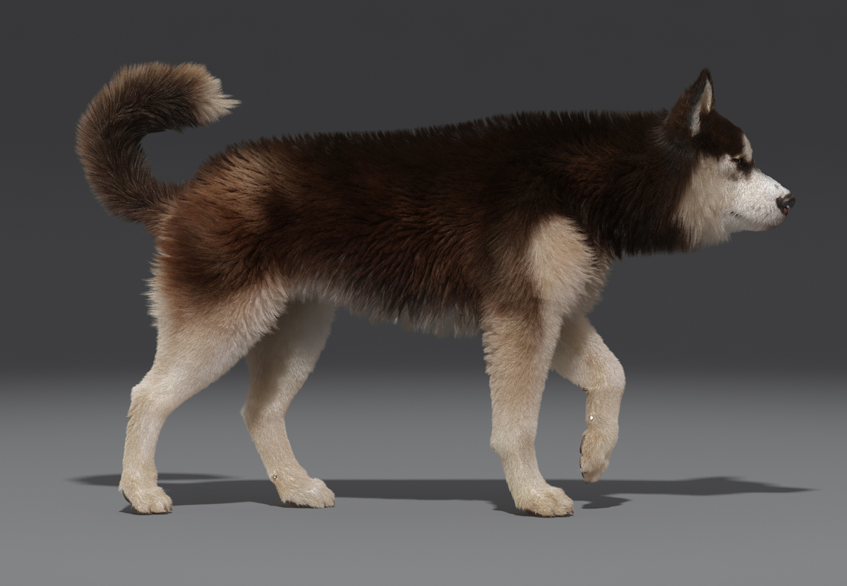 siberian husky 2 fur 3d model