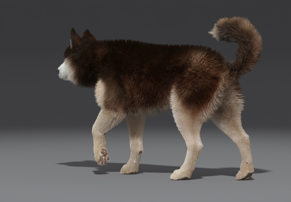siberian husky 2 fur 3d model