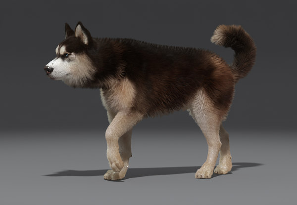 siberian husky 2 fur 3d model