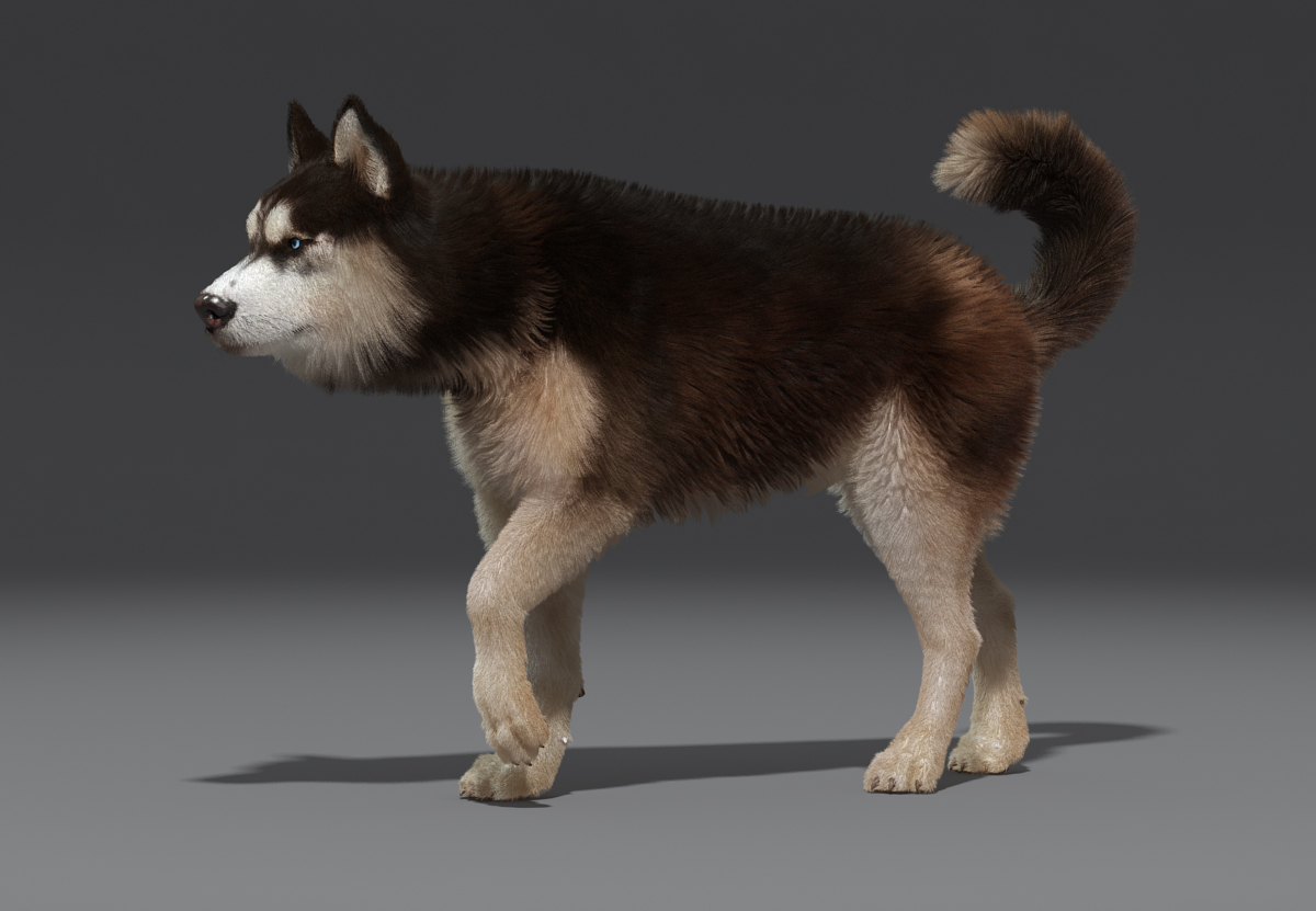 siberian husky 2 fur 3d model