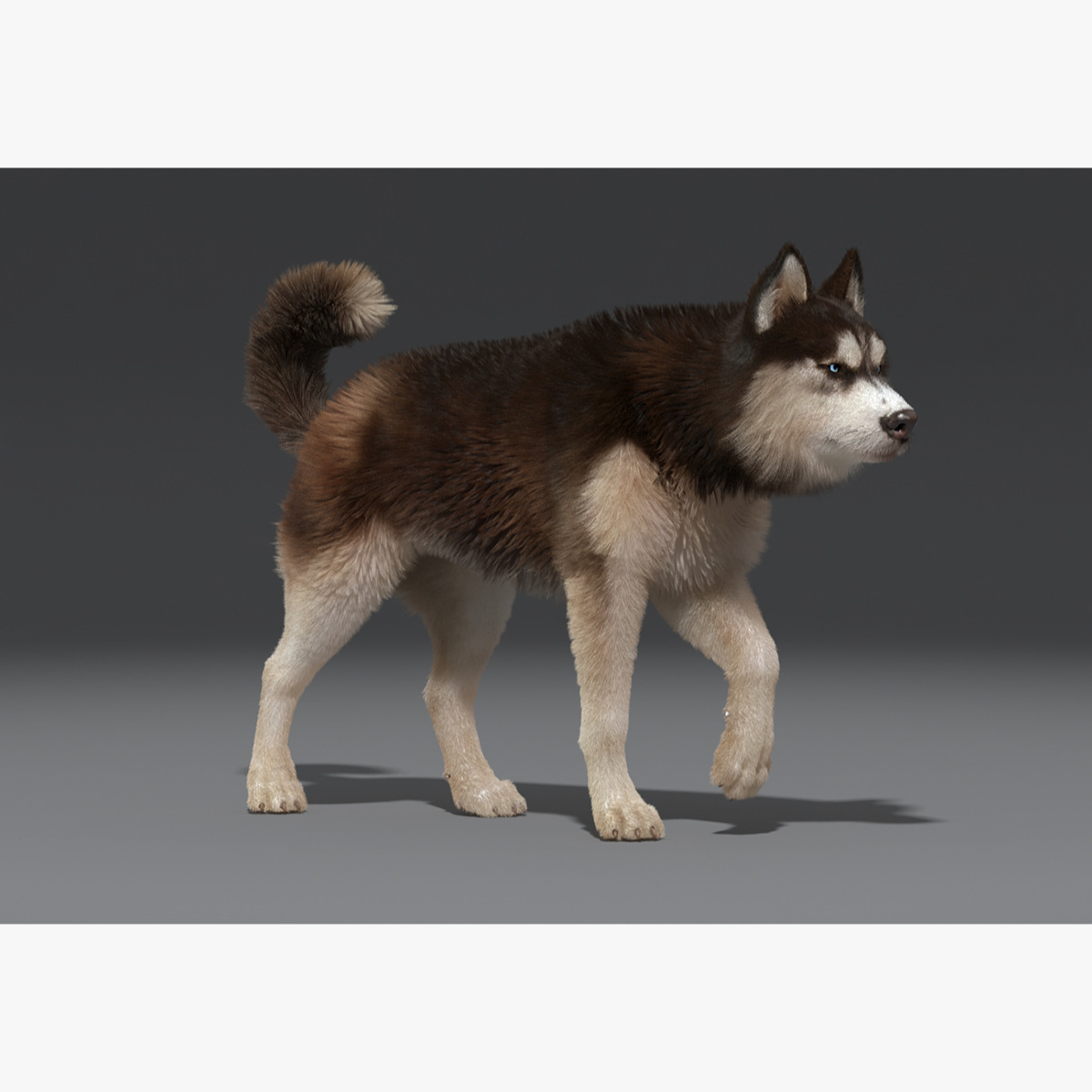 siberian husky 2 fur 3d model