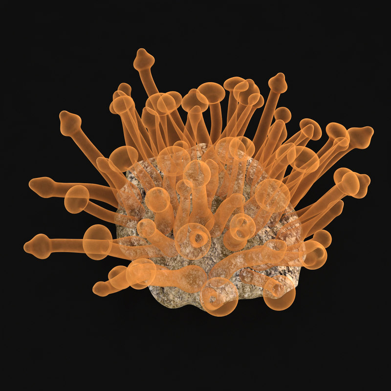 3d model coral