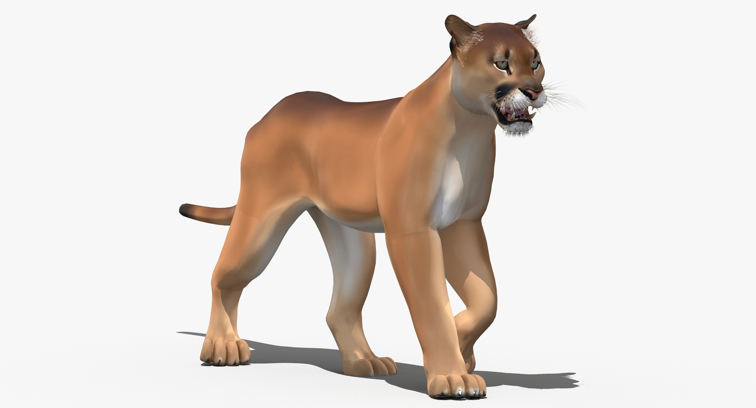 Modello 3D Puma (animato, cartone animato) - TurboSquid 981724