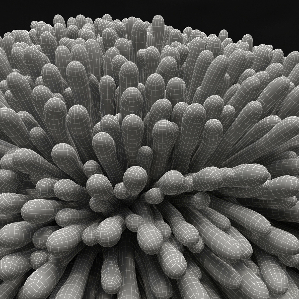 coral 3d model