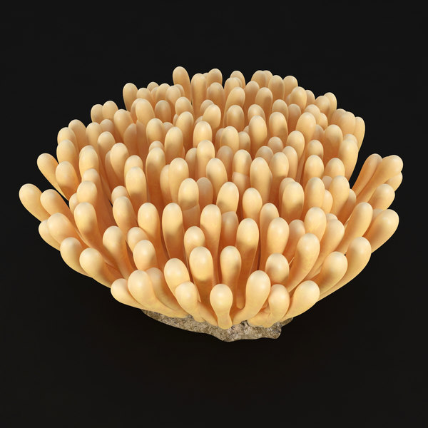 coral polyps max