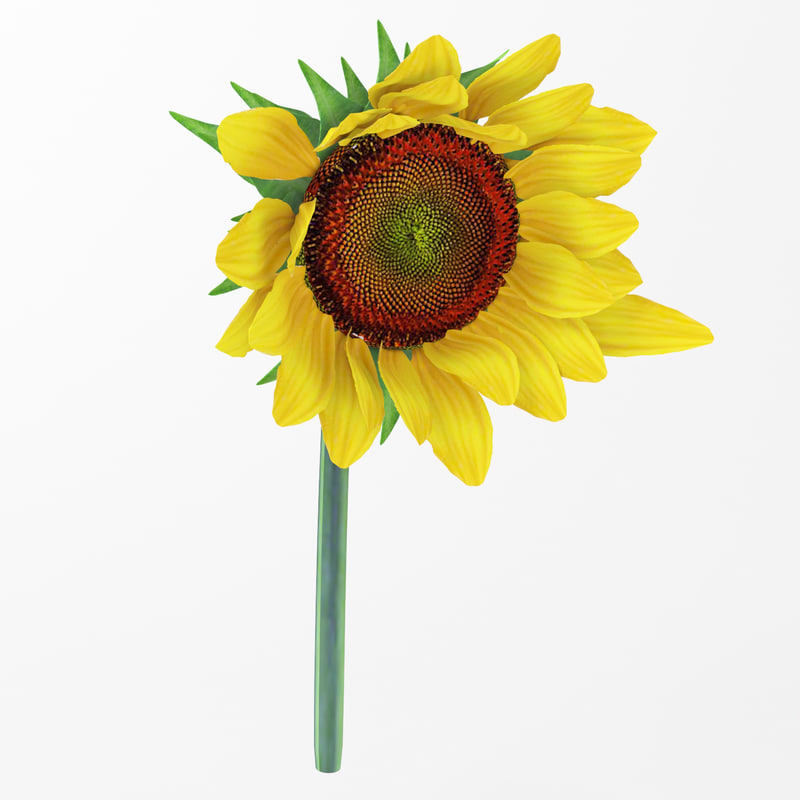 3d sunflower flower model