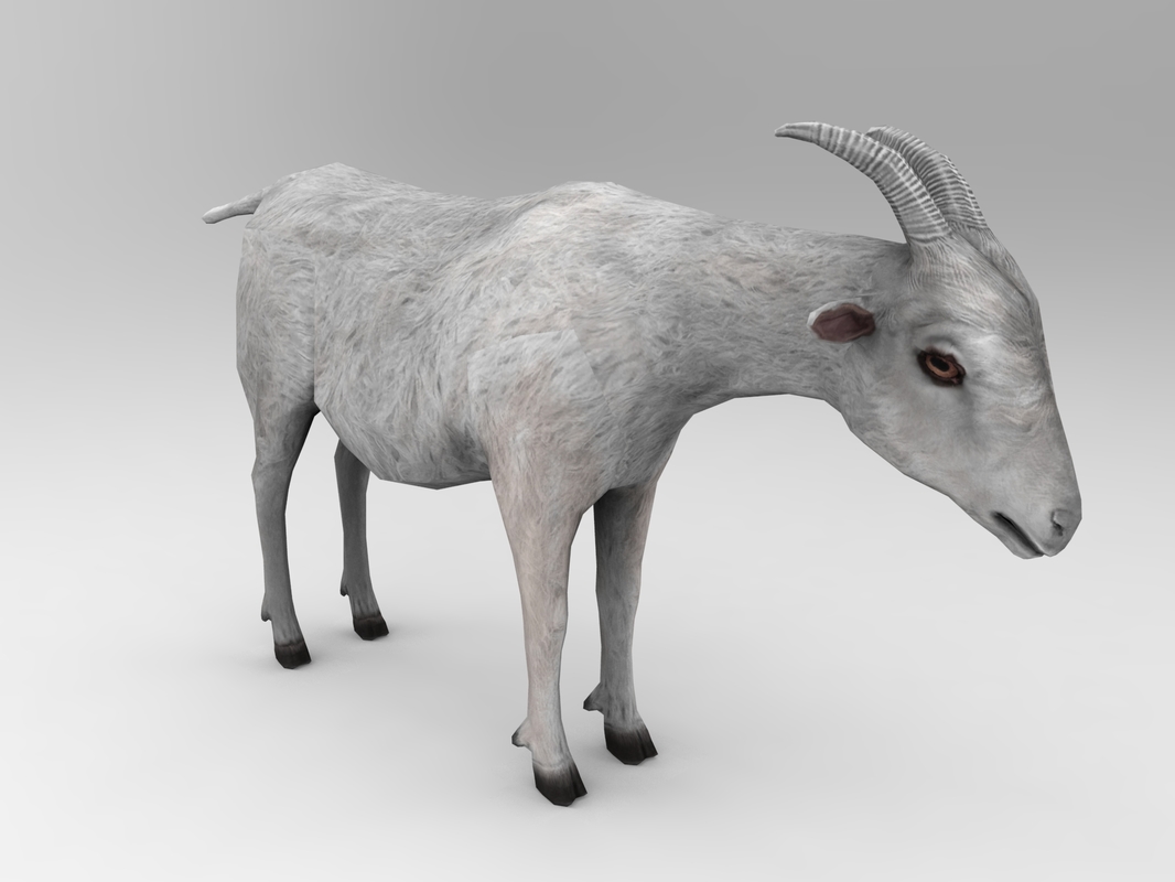 3d goat model
