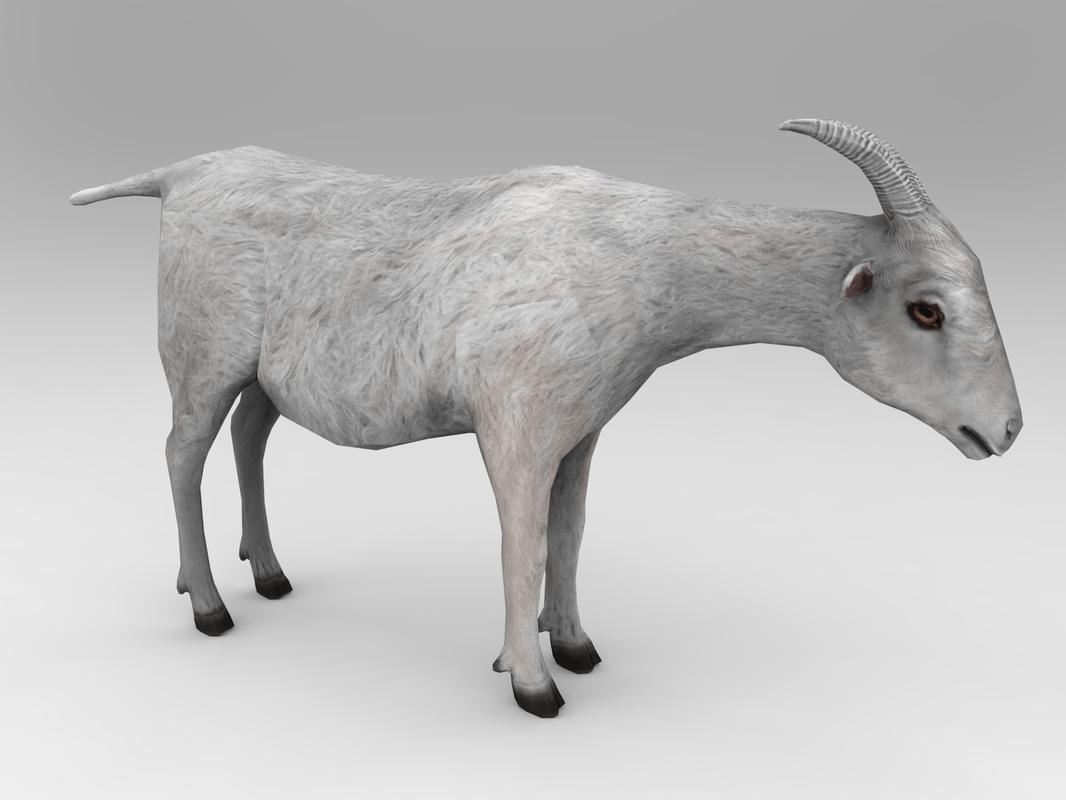 3d goat model