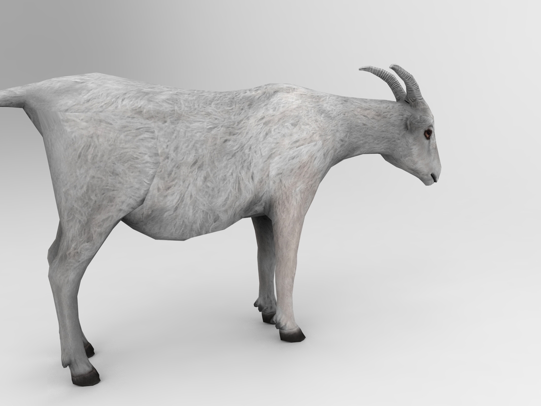 3d goat model
