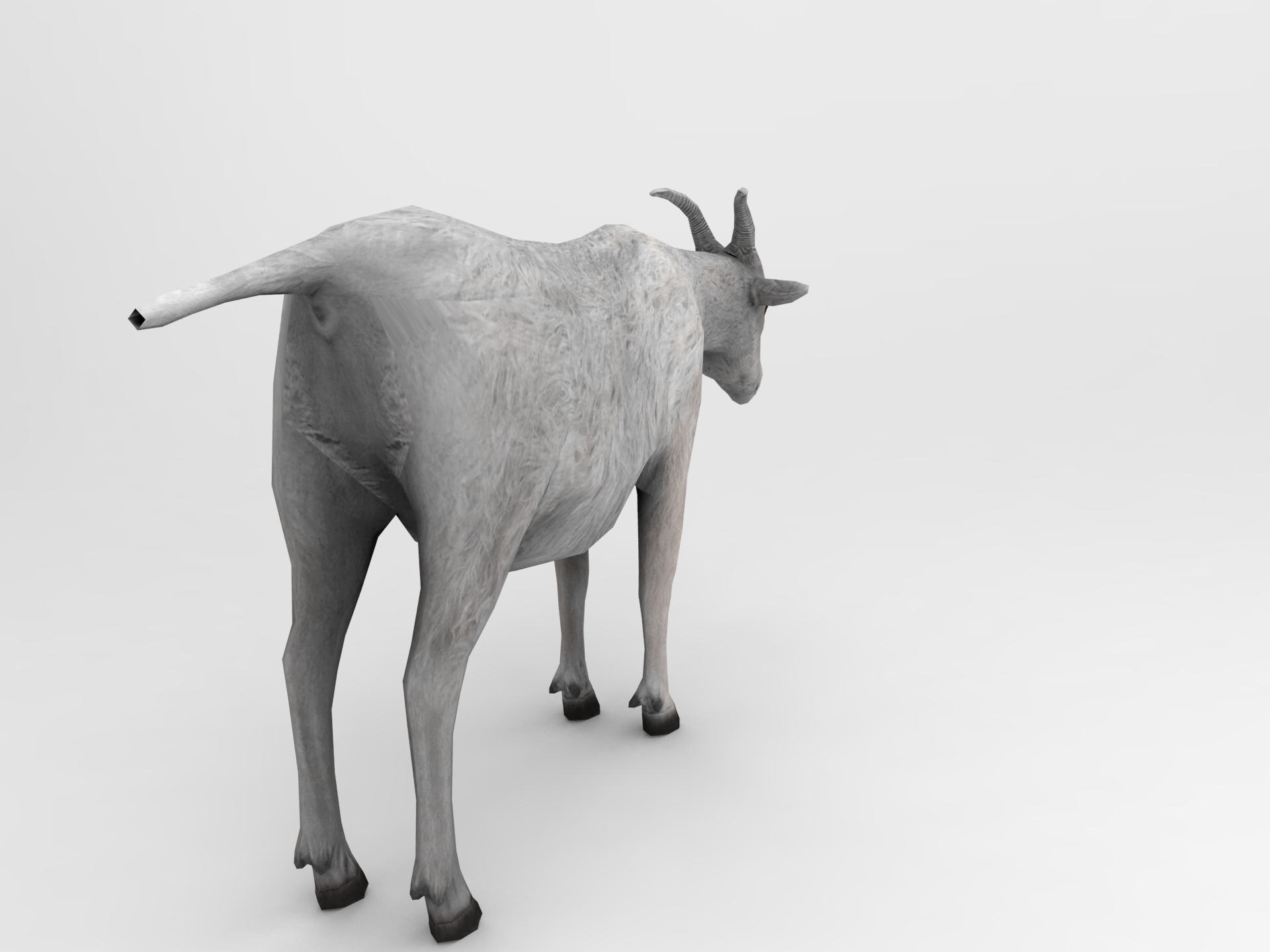 3d goat model