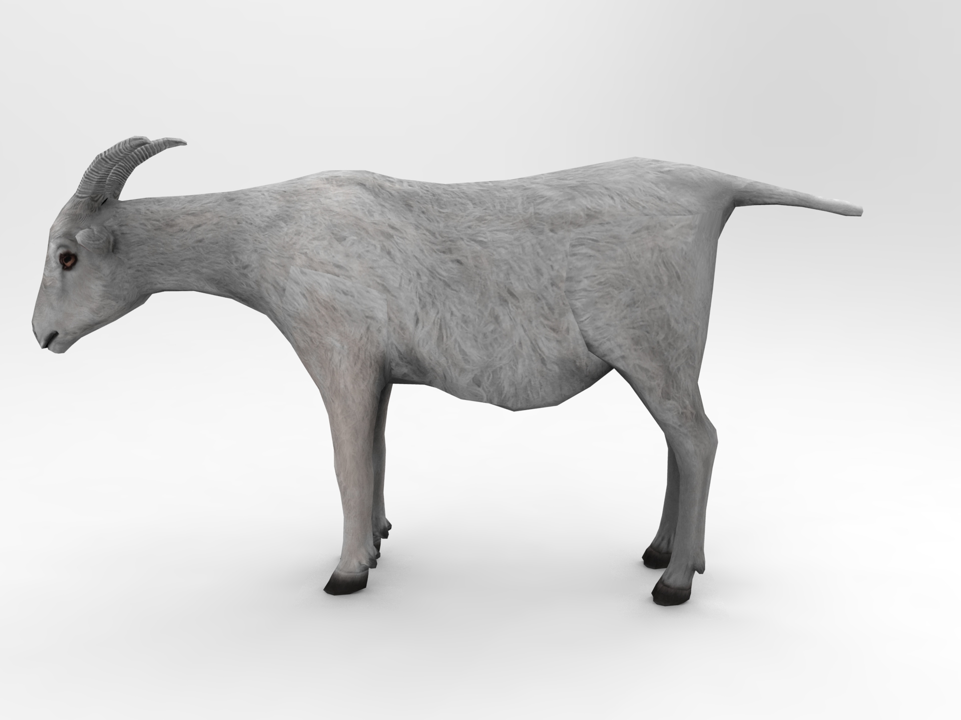 3d goat model