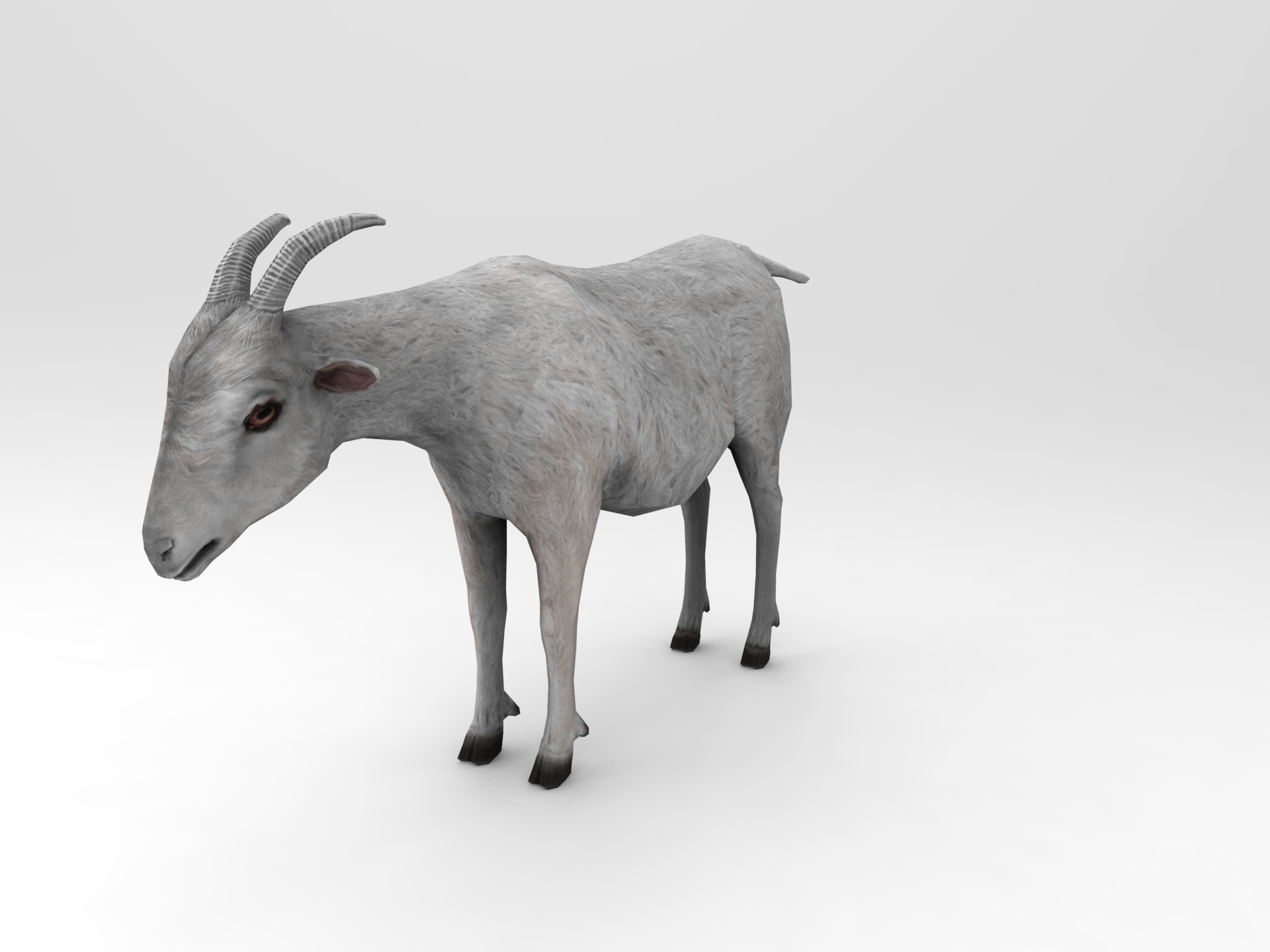 3d goat model
