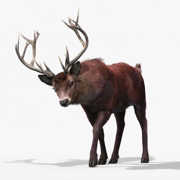 3d model red deer stag 2