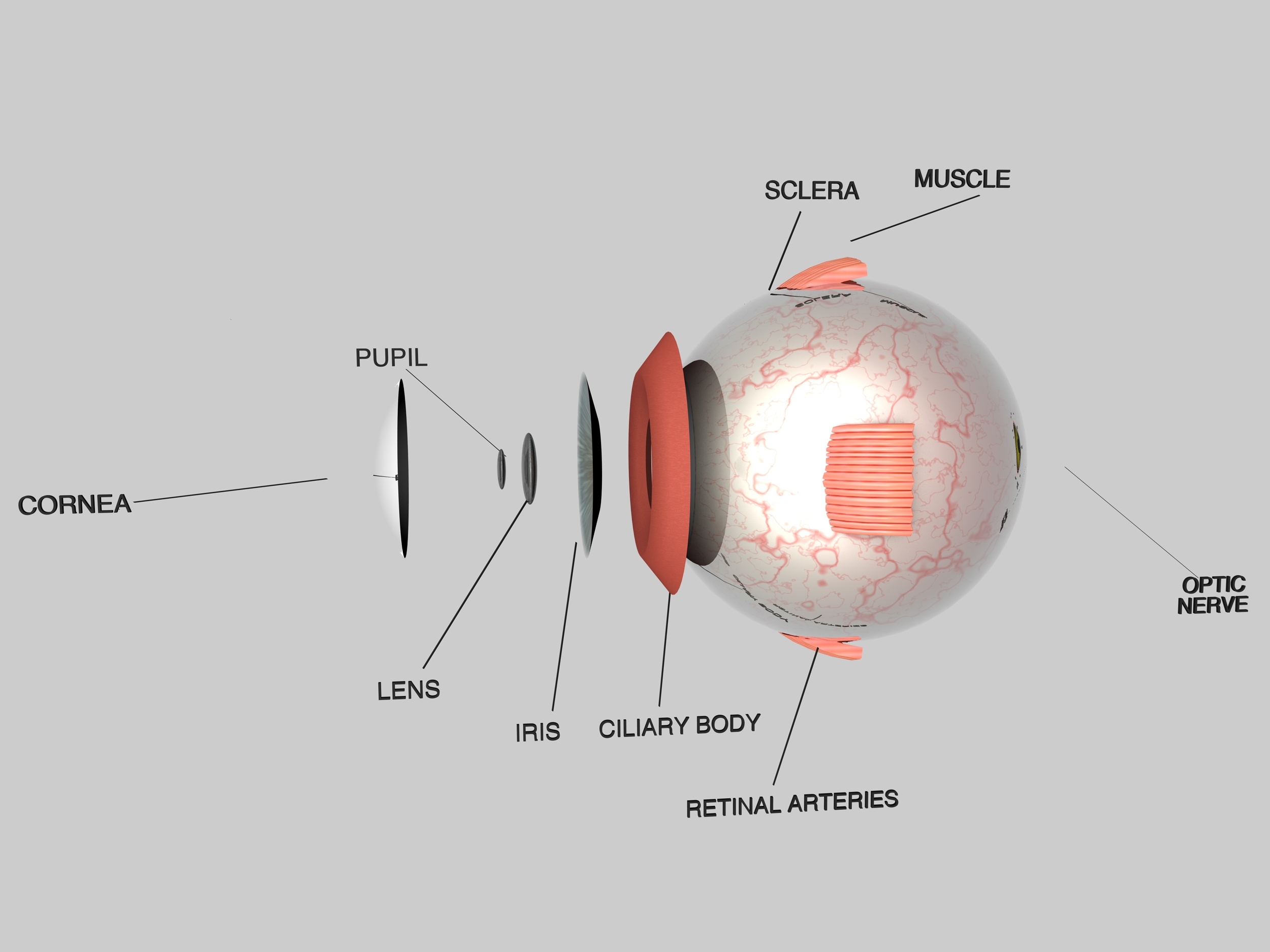 modelo 3d Ojo humano, sección transversal, globo ocular - TurboSquid 970308