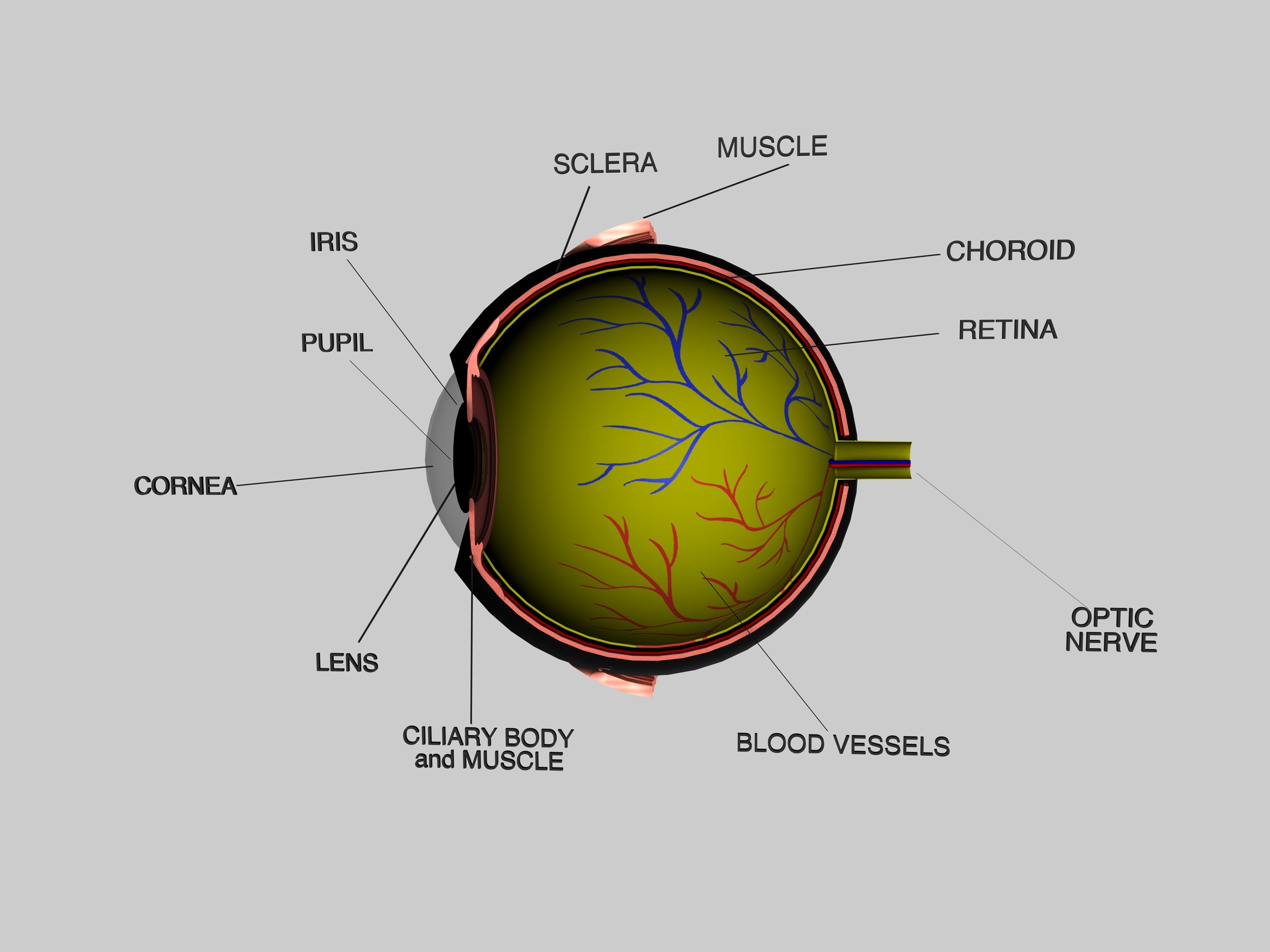 human eye cross section 3d model