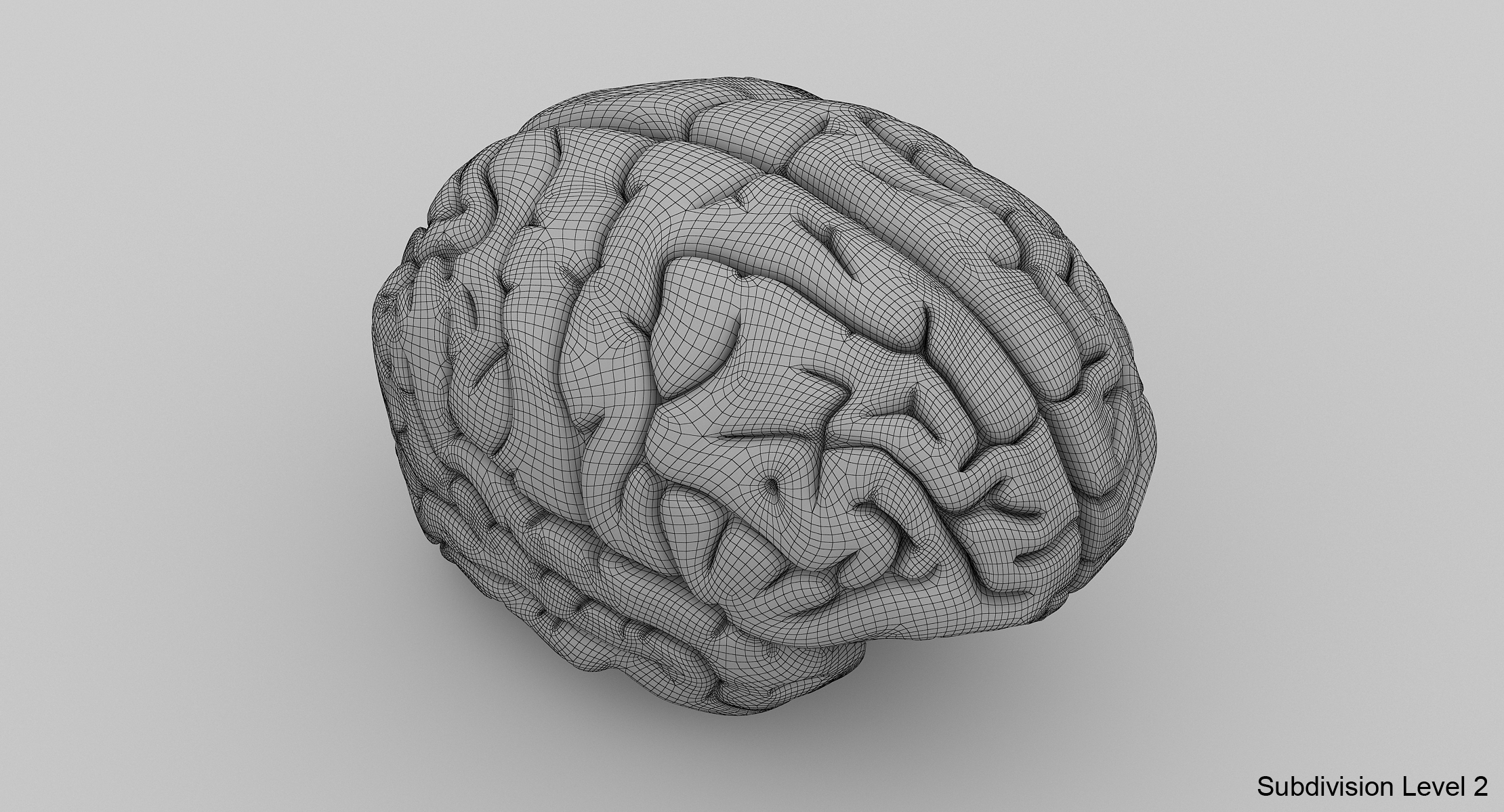 human brain 3ds